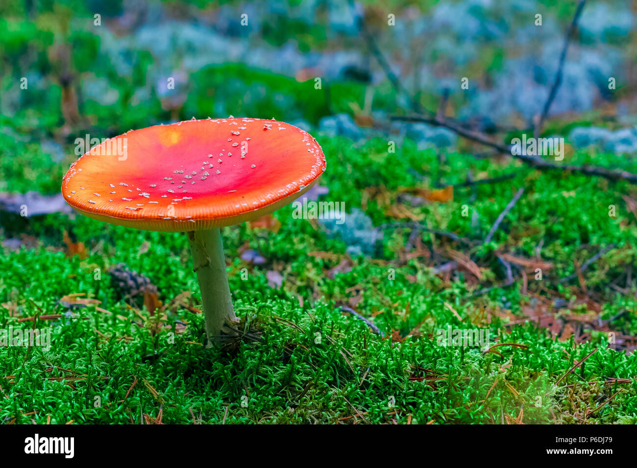 Amanita Muscaria. Red poisonous Fly Agaric mushroom in forest Stock ...