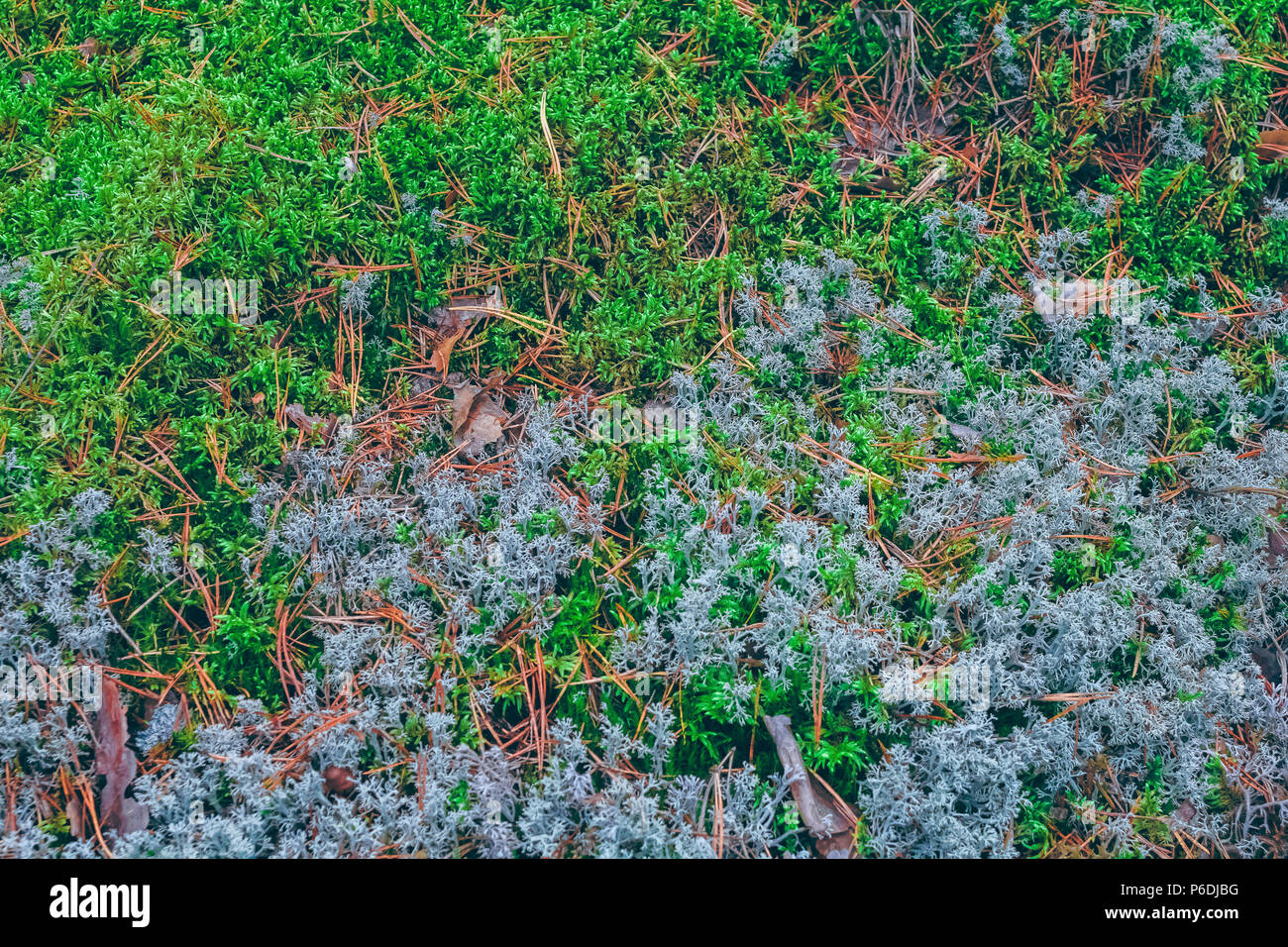 Green lush moss in a Central Europe forest. Texture of nature Stock ...