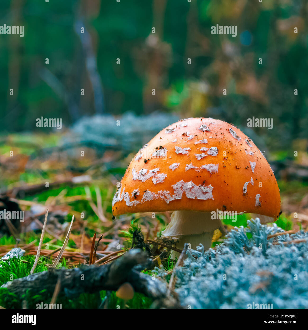 Amanita Muscaria. Red poisonous Fly Agaric mushroom in forest Stock ...