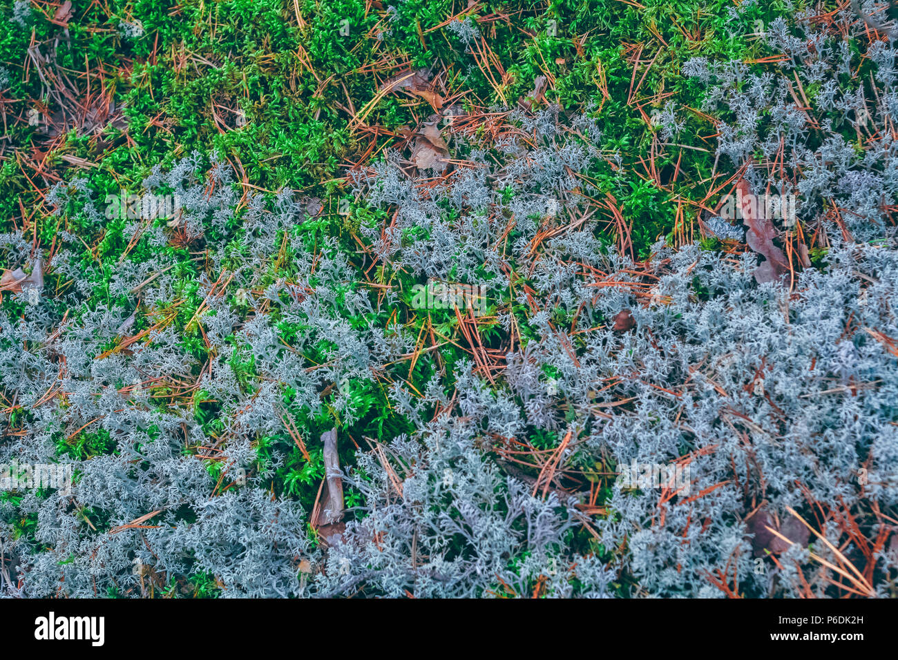 Blue lush moss in a Central Europe forest. Texture of nature Stock ...