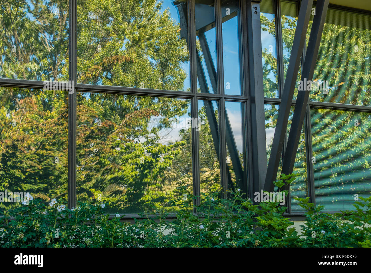 Plants and trees are reflected in the windows of a building in Seatac ...
