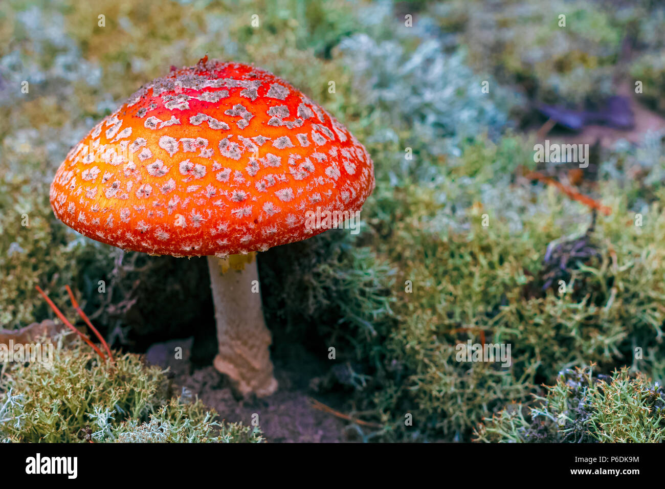 Amanita Muscaria. Red poisonous Fly Agaric mushroom in forest Stock ...