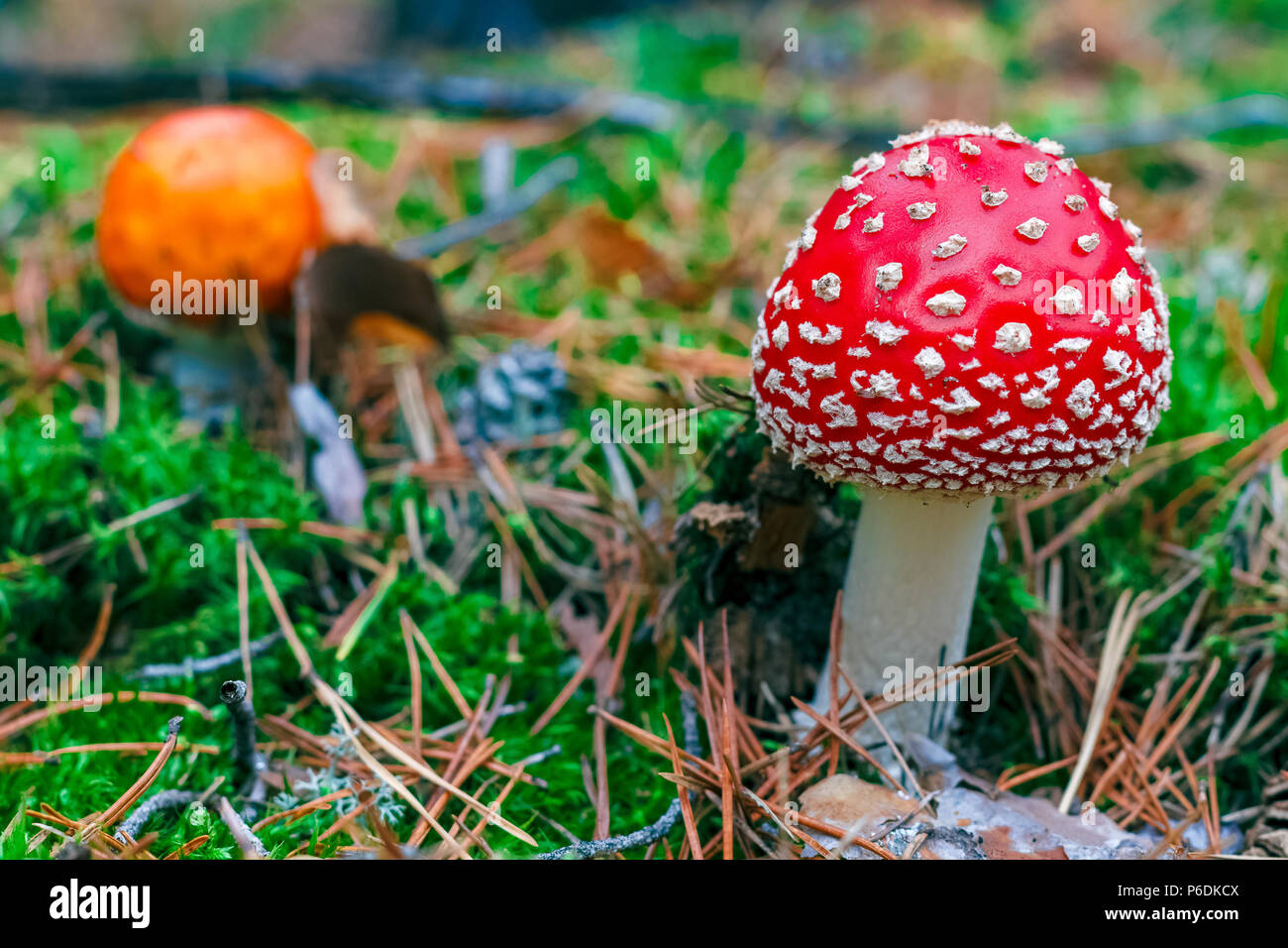 Amanita Muscaria. Red poisonous Fly Agaric mushroom in forest Stock ...