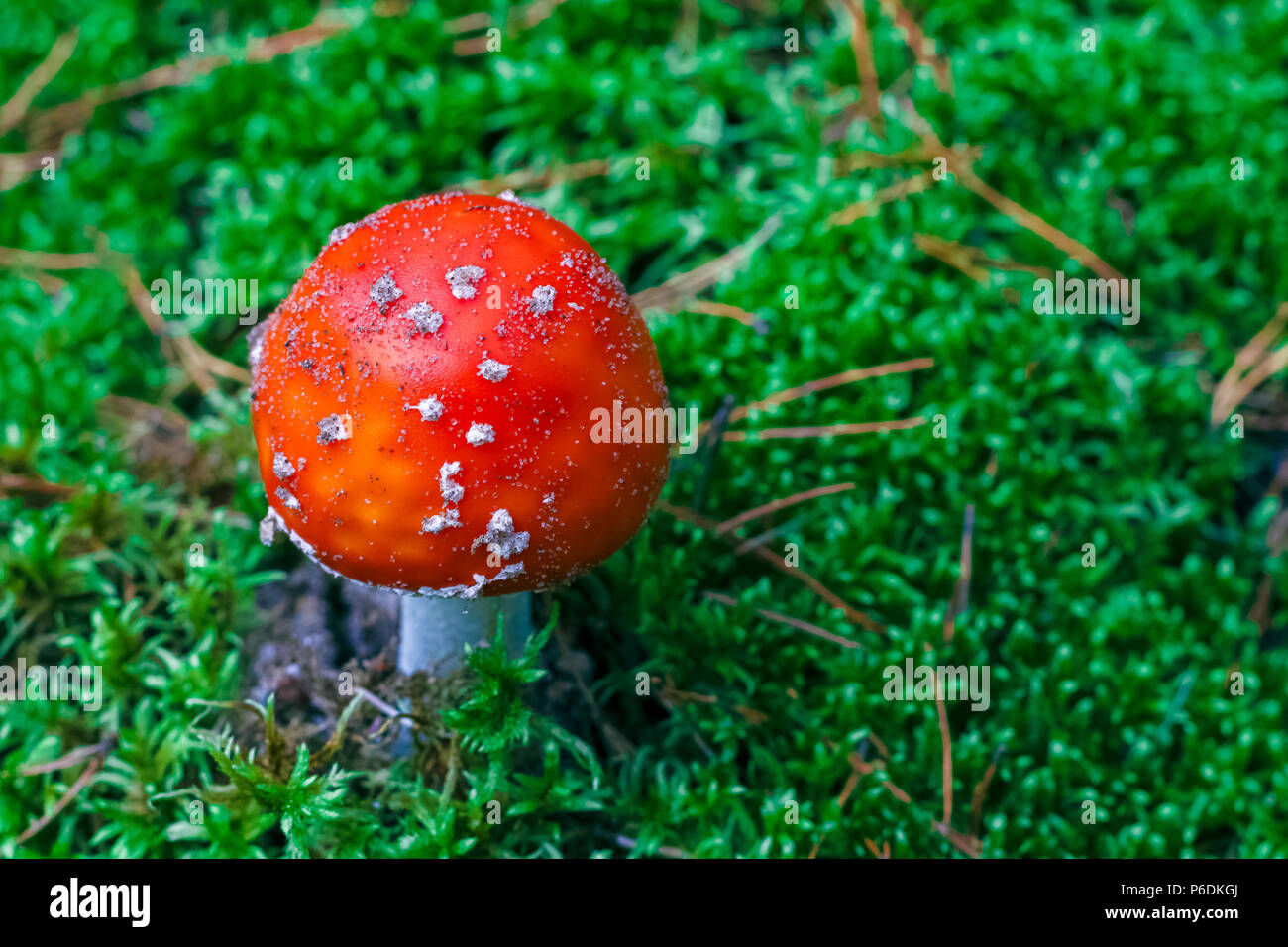 Amanita Muscaria. Red poisonous Fly Agaric mushroom in forest Stock ...