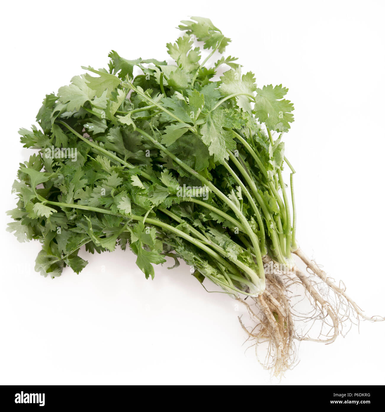 Bunch of cilantro with roots on a white background Stock Photo - Alamy