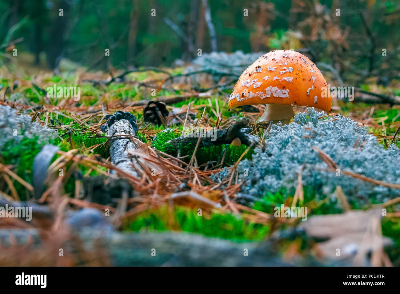 Amanita Muscaria. Red poisonous Fly Agaric mushroom in forest Stock ...