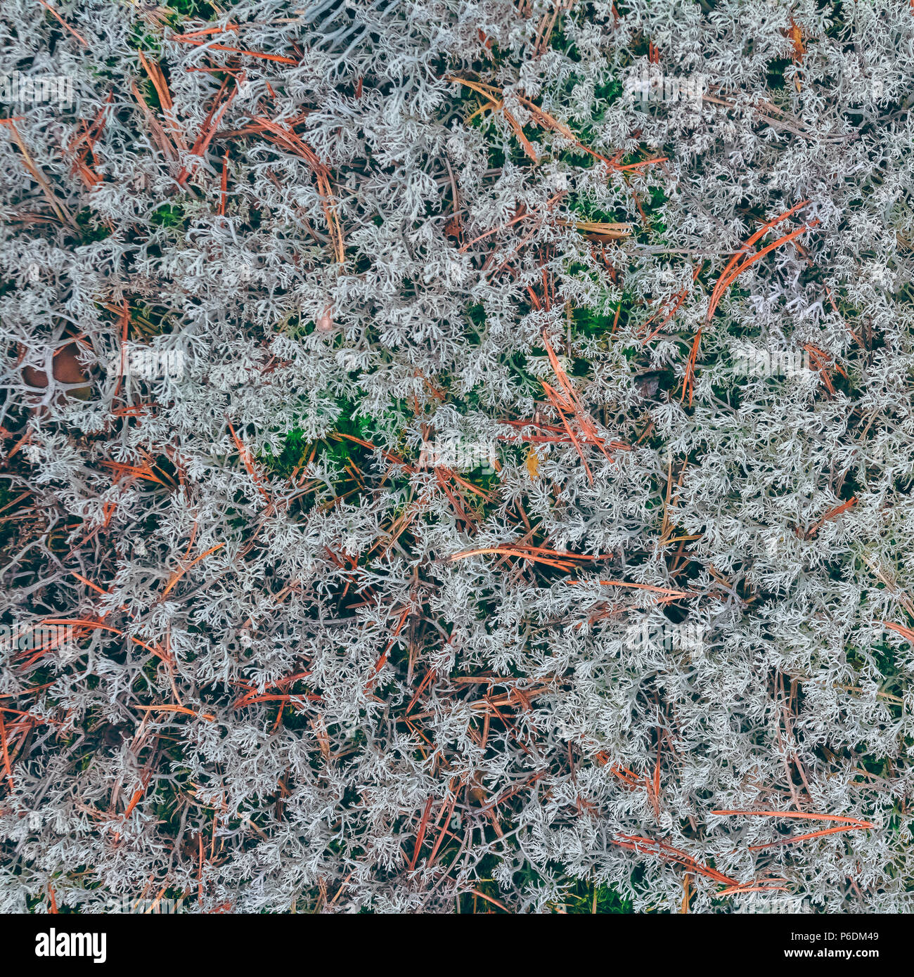 Blue lush moss in a Central Europe forest. Texture of nature Stock ...