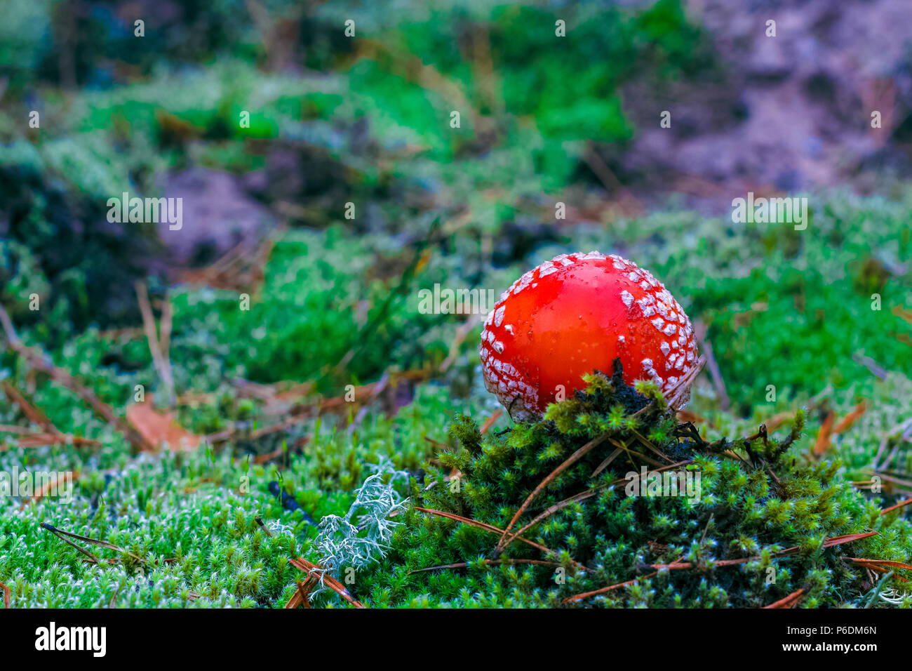 Amanita Muscaria. Red poisonous Fly Agaric mushroom in forest Stock ...
