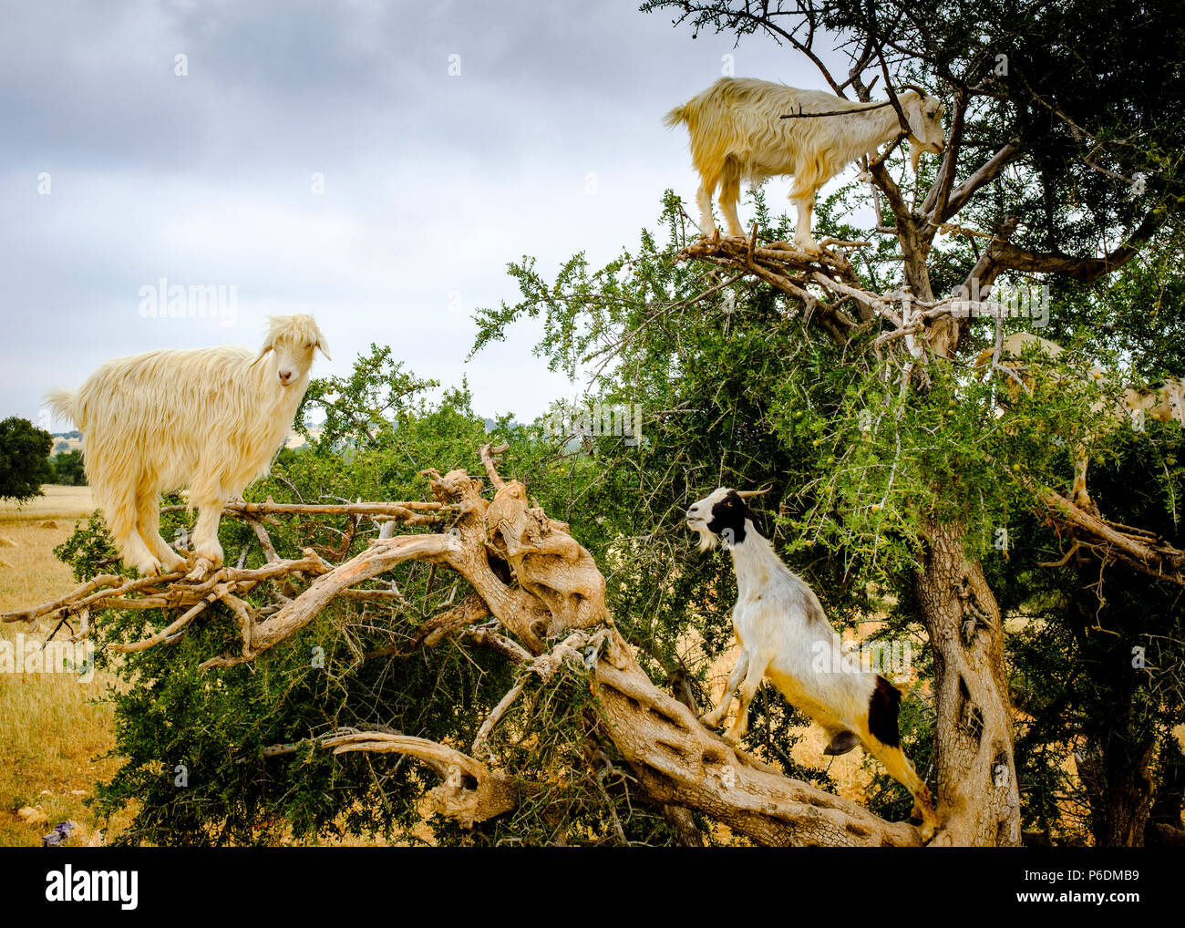 Goats climbing in Argon trees on the road to Essaouira, Morocco, North ...