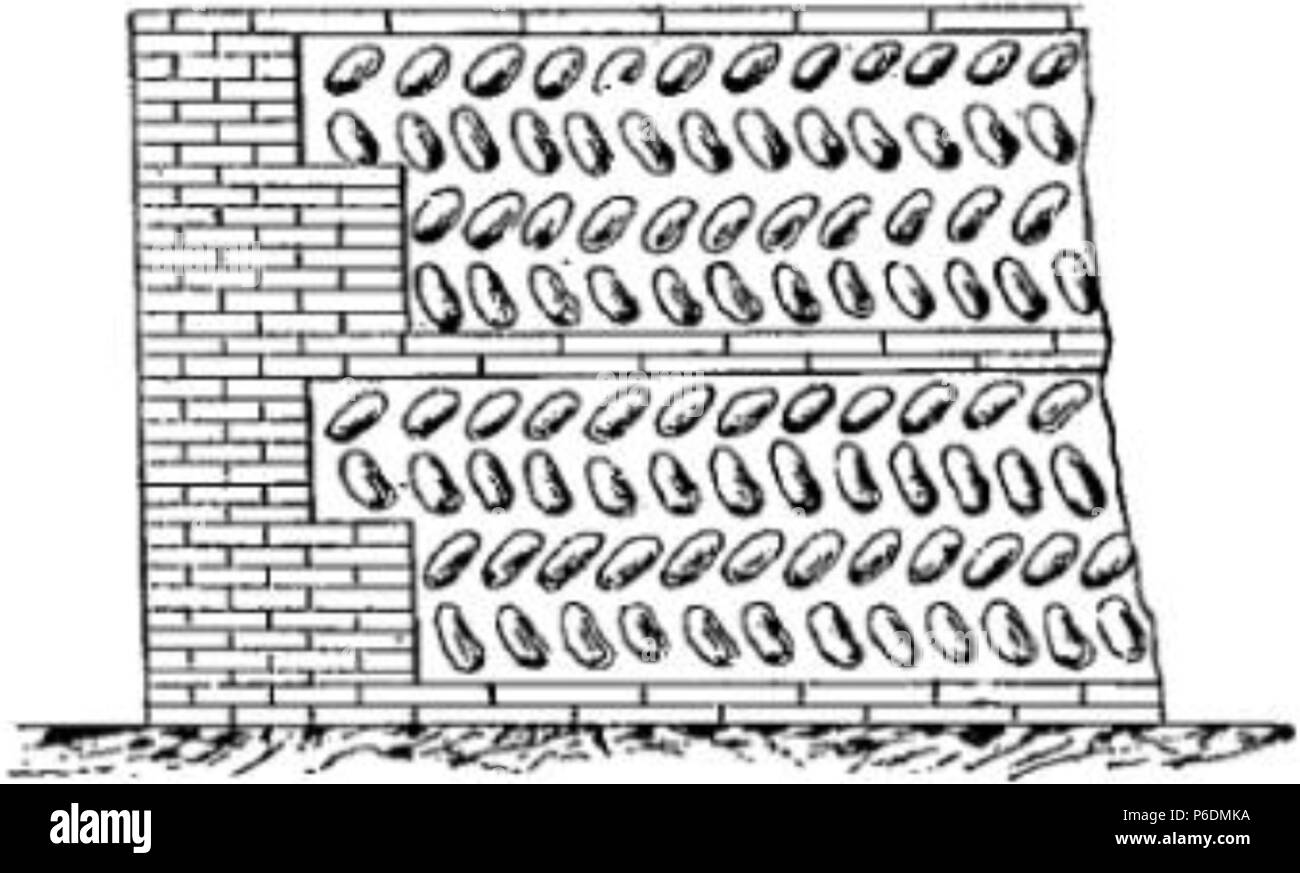 65 Opus spicatum 3 Stock Photo - Alamy