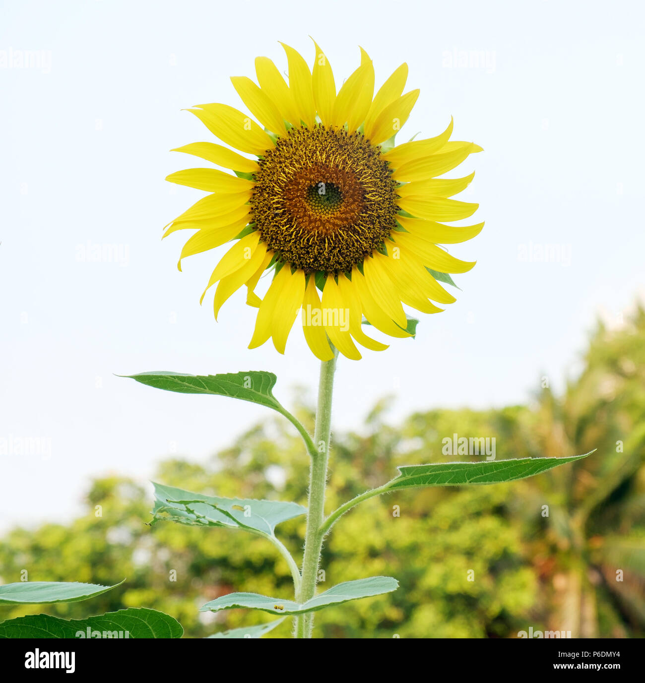 View of sunflower in the morning Stock Photo - Alamy