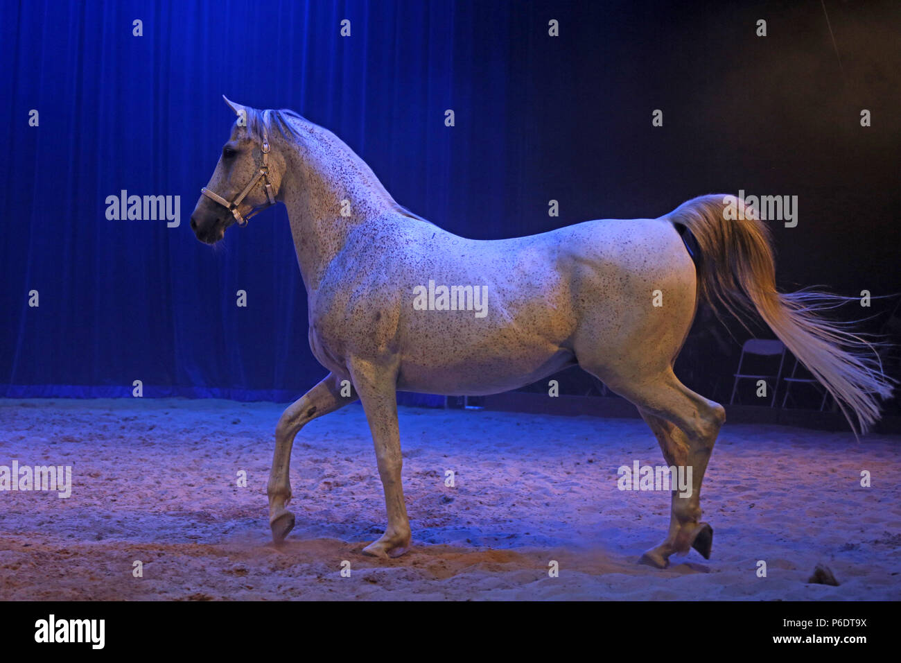 Dancing horse theatre show hi-res stock photography and images - Alamy