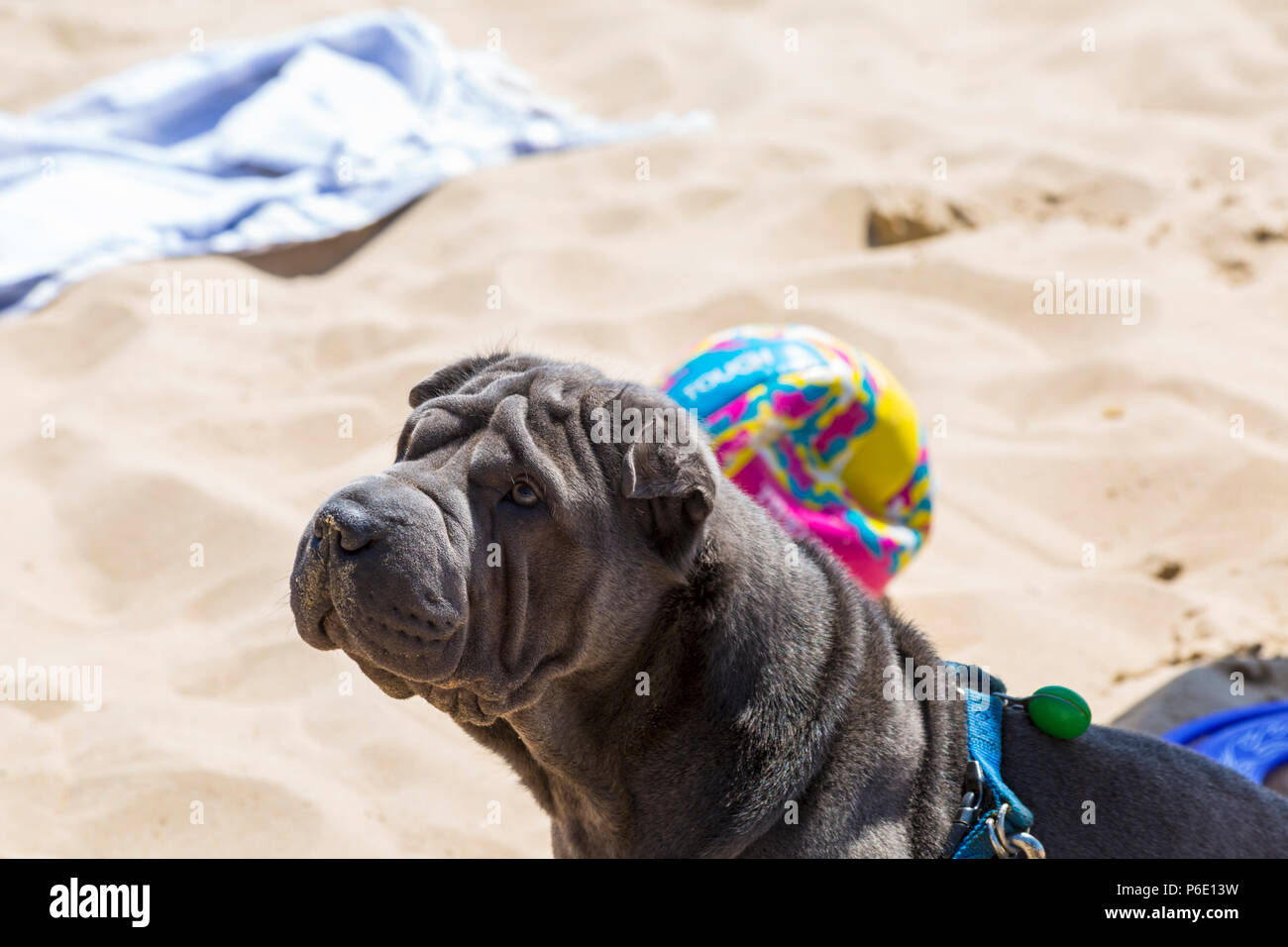 Sharpie dog hi-res stock photography and images - Alamy