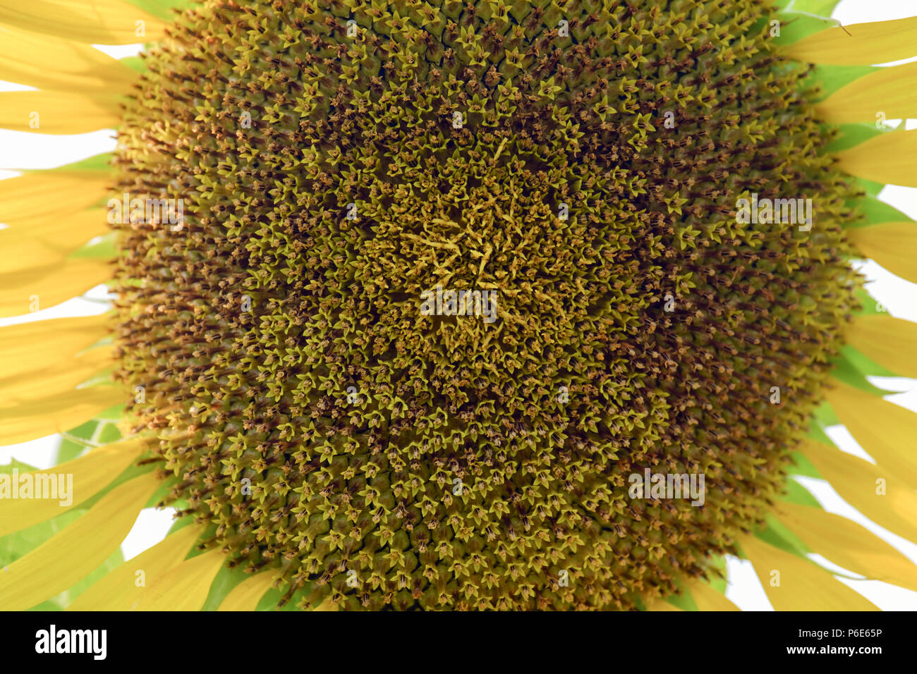 Close up pollen of sunflower Stock Photo - Alamy