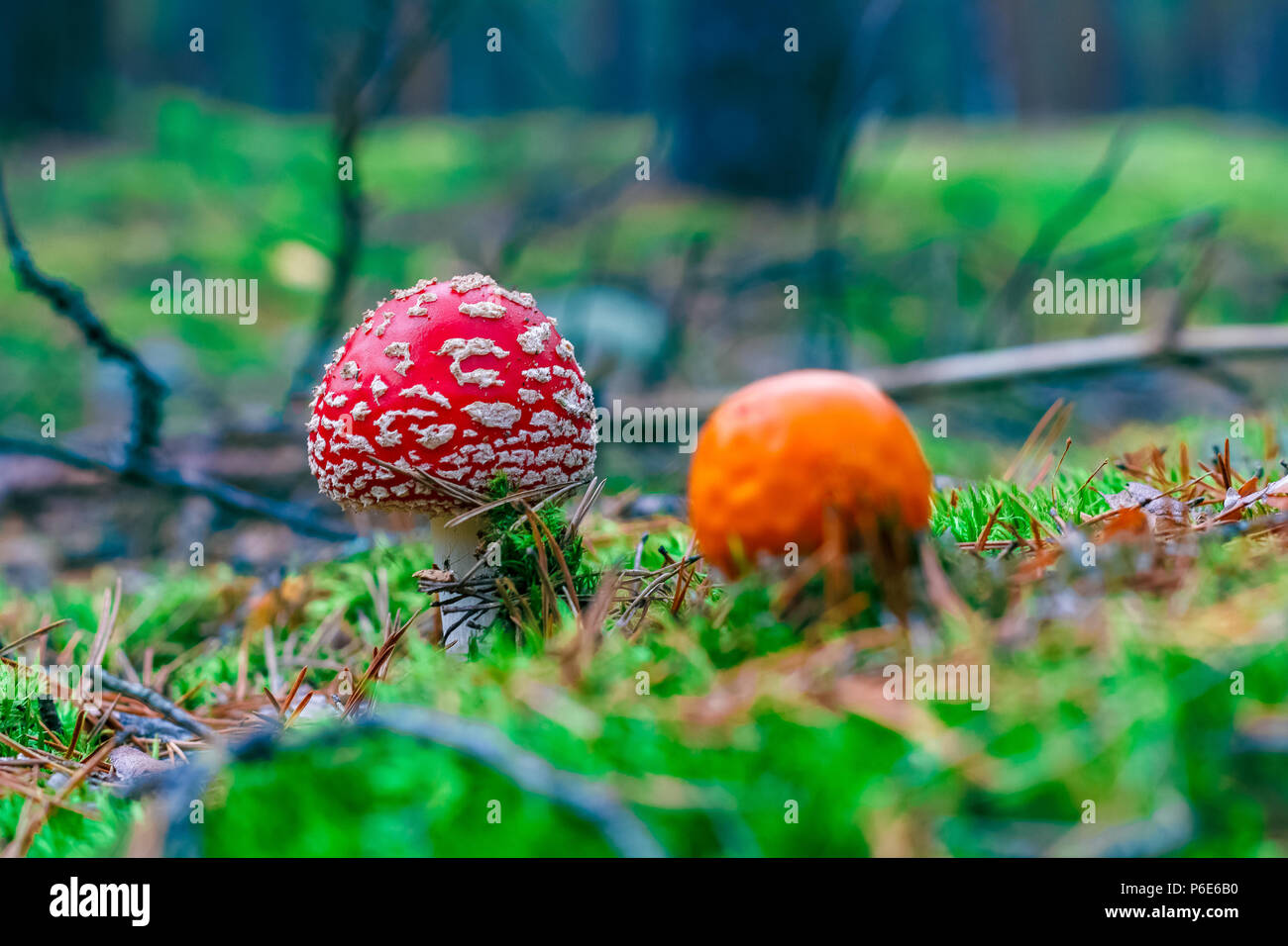 Amanita Muscaria. Red poisonous Fly Agaric mushroom in forest Stock ...