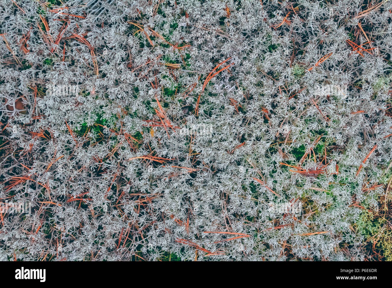 Blue lush moss in a Central Europe forest. Texture of nature Stock ...