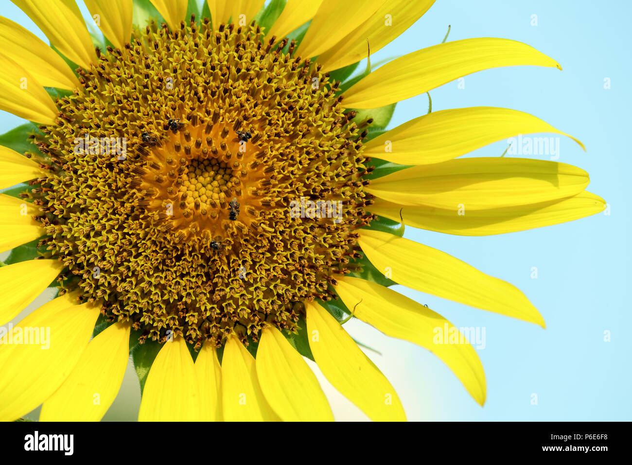 Pollen sunflower hi-res stock photography and images - Alamy