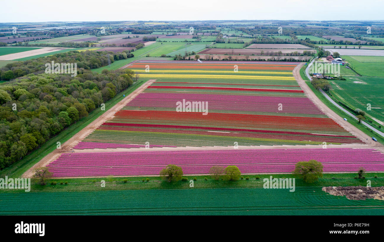 Farmer Mark Eves checking his tulip field near King's Lynn in Norfolk ...