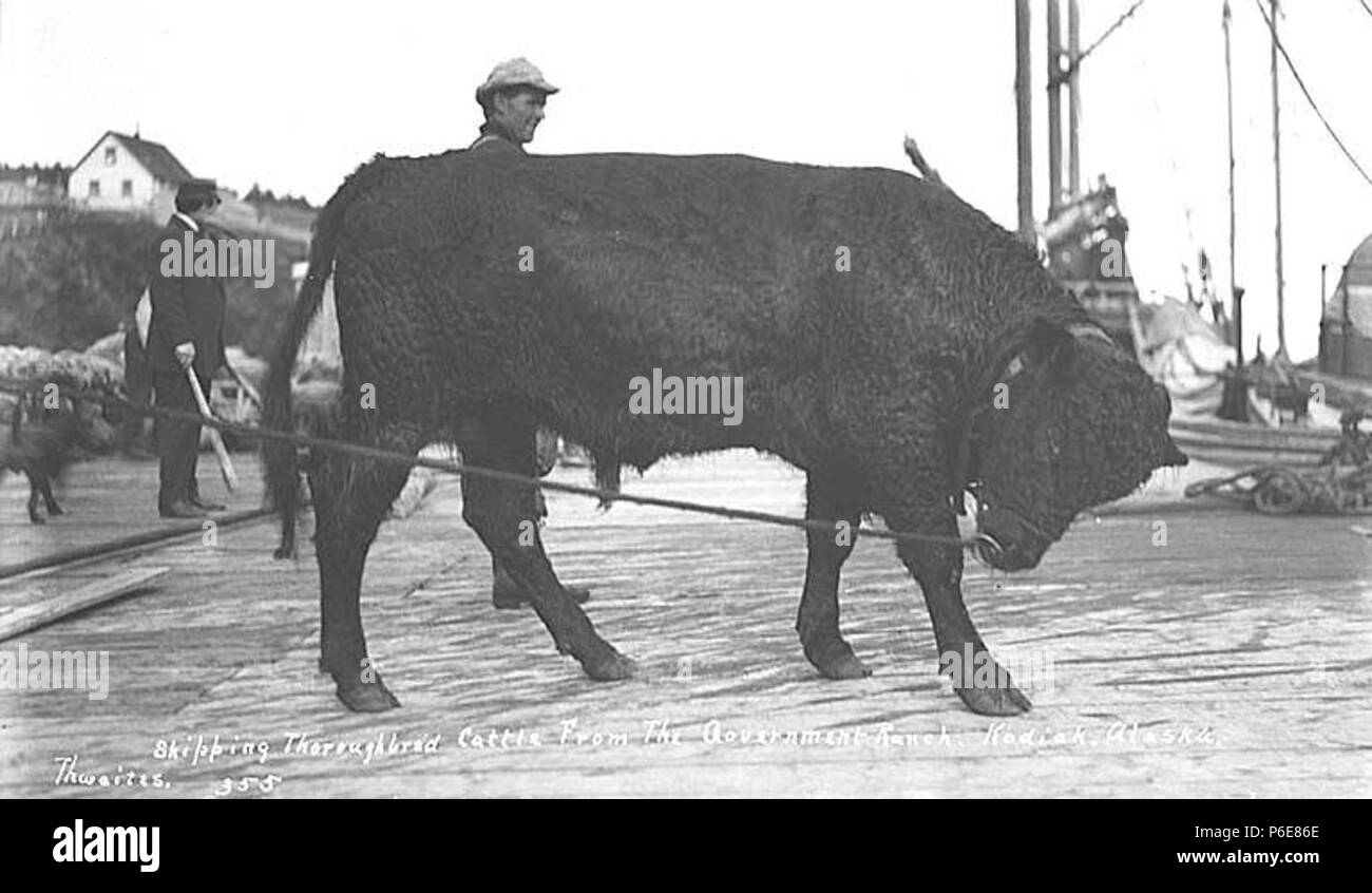 Shipping cattle Black and White Stock Photos & Images - Alamy