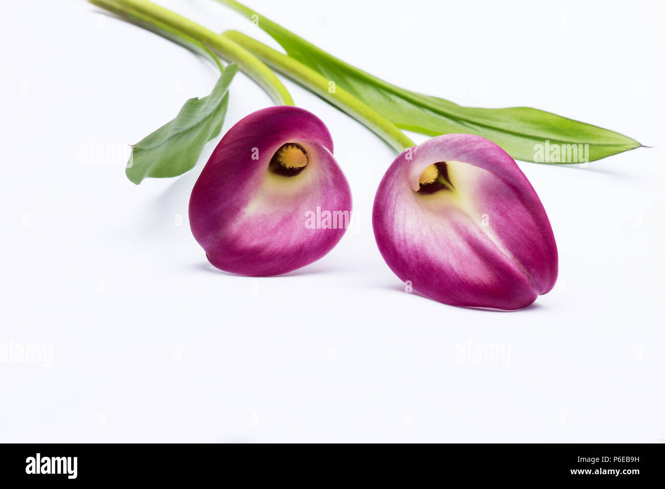 Red Arum Lily (Zantedeschia aethiopica) flower on white background ...
