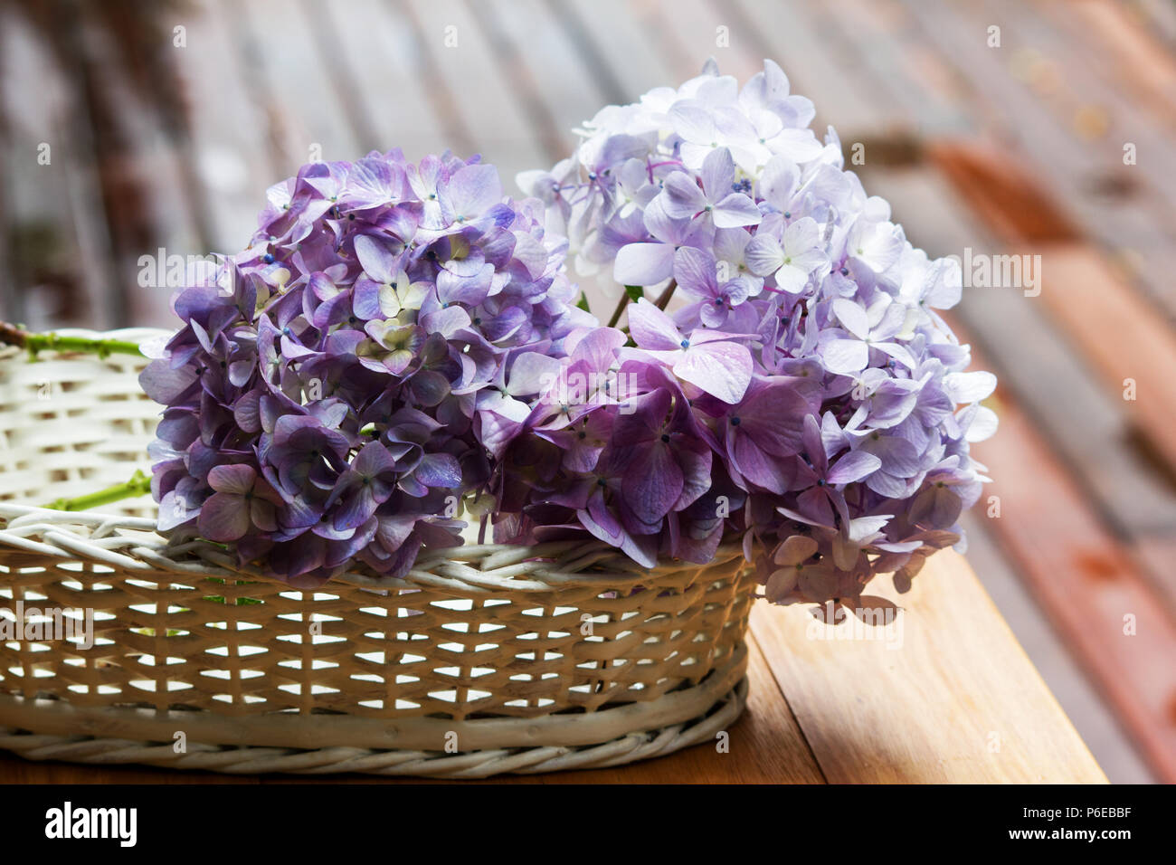 Basket of hydrangea hi-res stock photography and images - Alamy