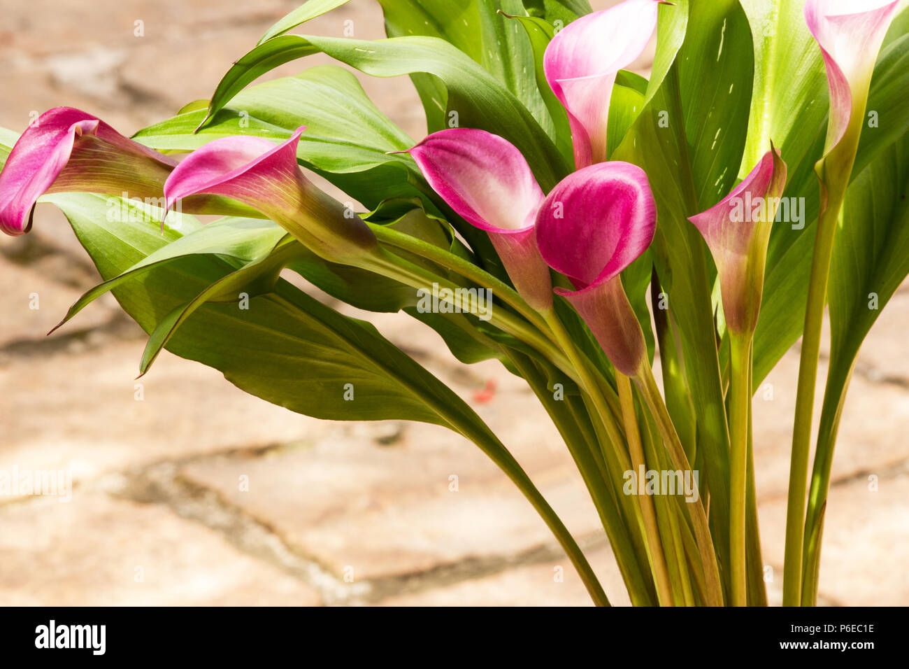 Red Arum Lily plant in bloom Stock Photo - Alamy