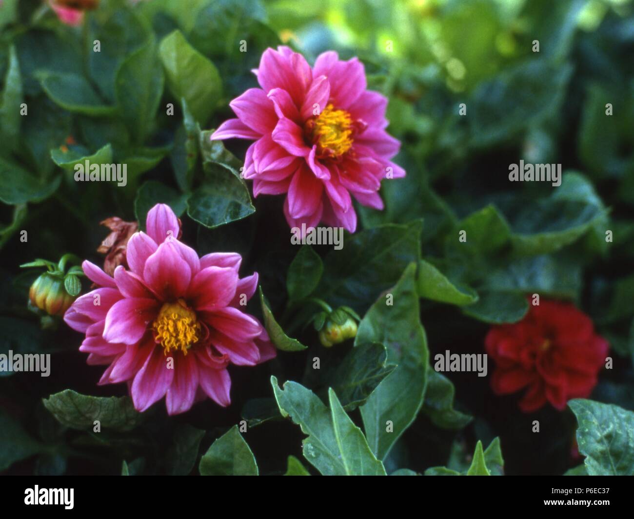 Pink dahlia flowers photographed in Colorado USA Stock Photo - Alamy
