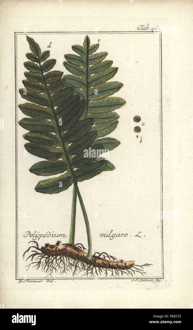 Polypodium Vulgare Root