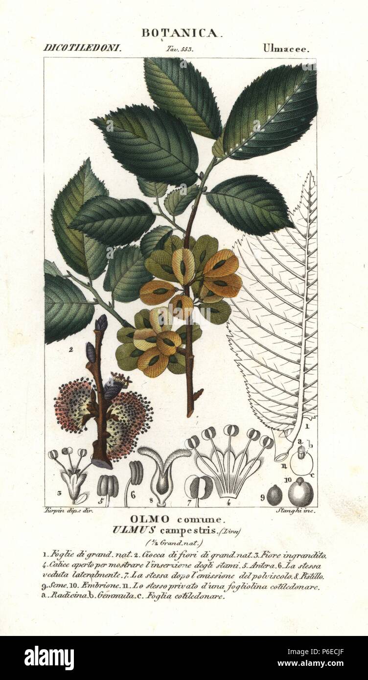 Common elm tree, Ulmus campestris. Handcoloured copperplate stipple ...