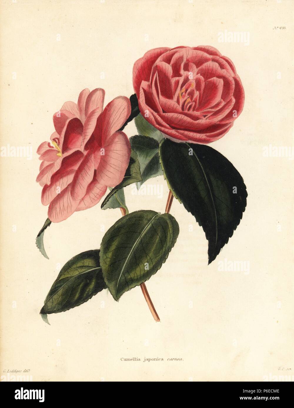 Double camellia cultivar, Camellia japonica carnea. Handcoloured ...