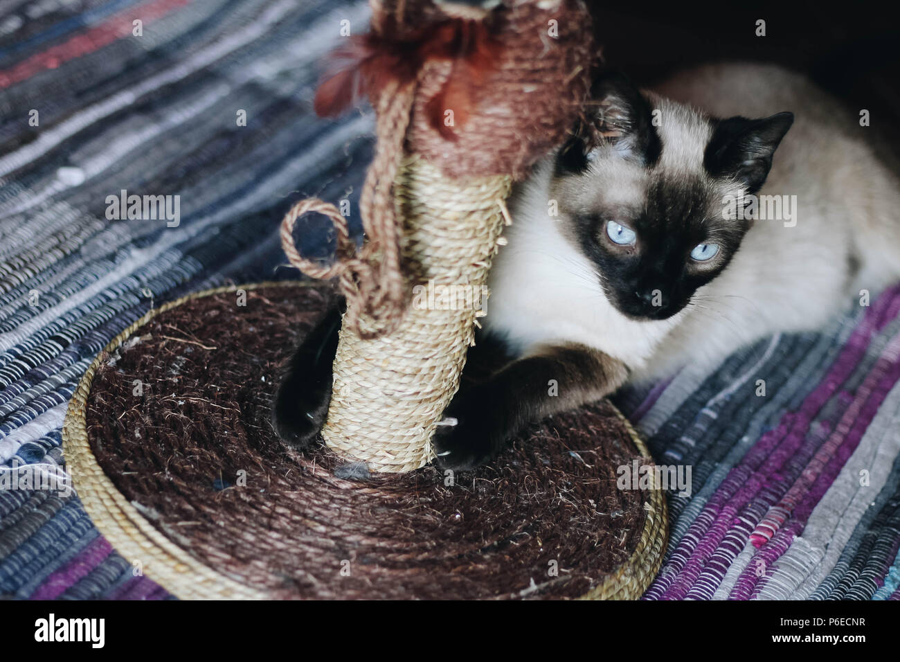 Cute siamese cat hi-res stock photography and images - Alamy