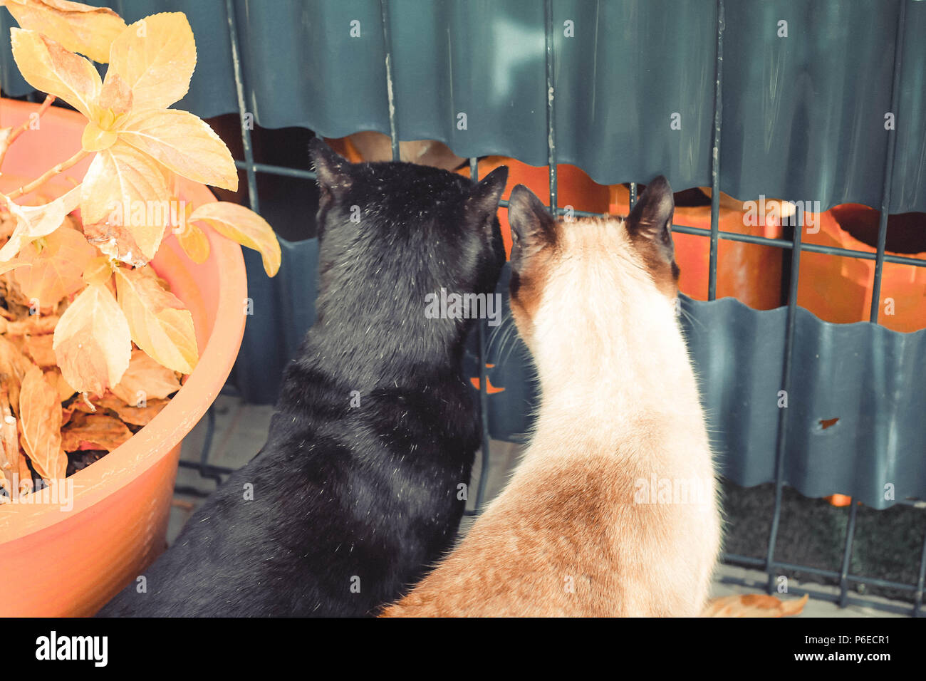 Closeup of curious cats Stock Photo - Alamy