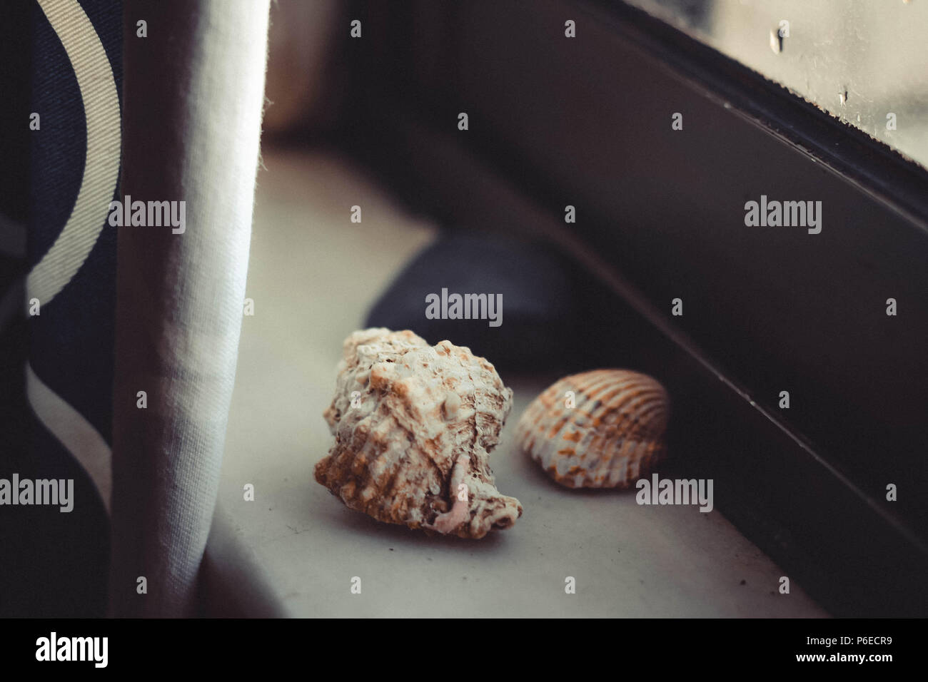 Closeup shells hi-res stock photography and images - Alamy