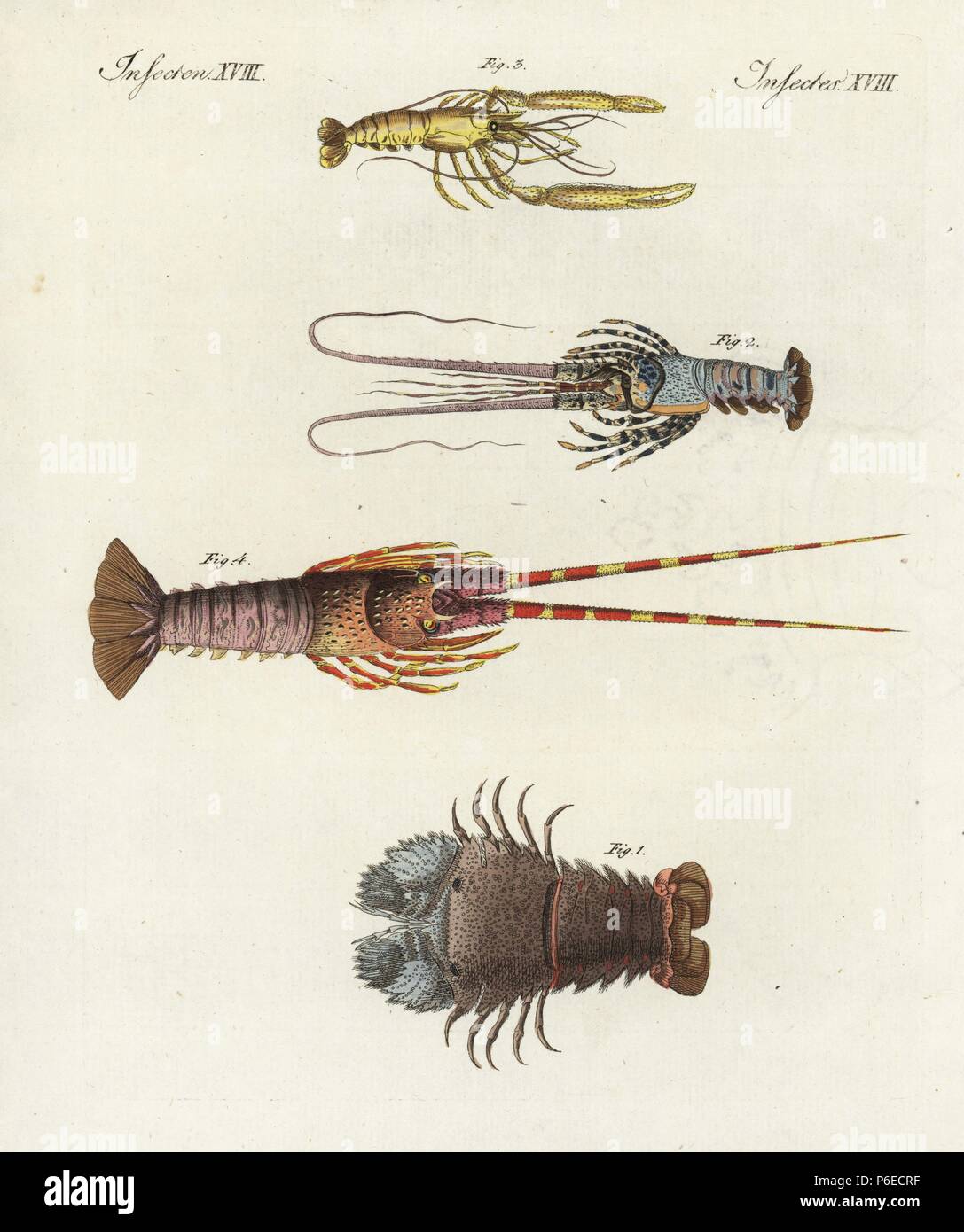 Slipper lobster, Scyllarides squammosus 1, homard lobster, Homarus ...