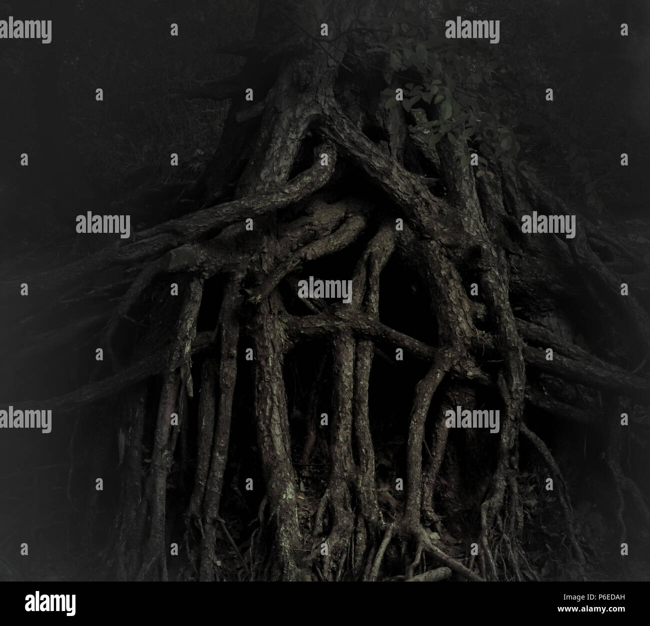 Entwined roots hi-res stock photography and images - Alamy