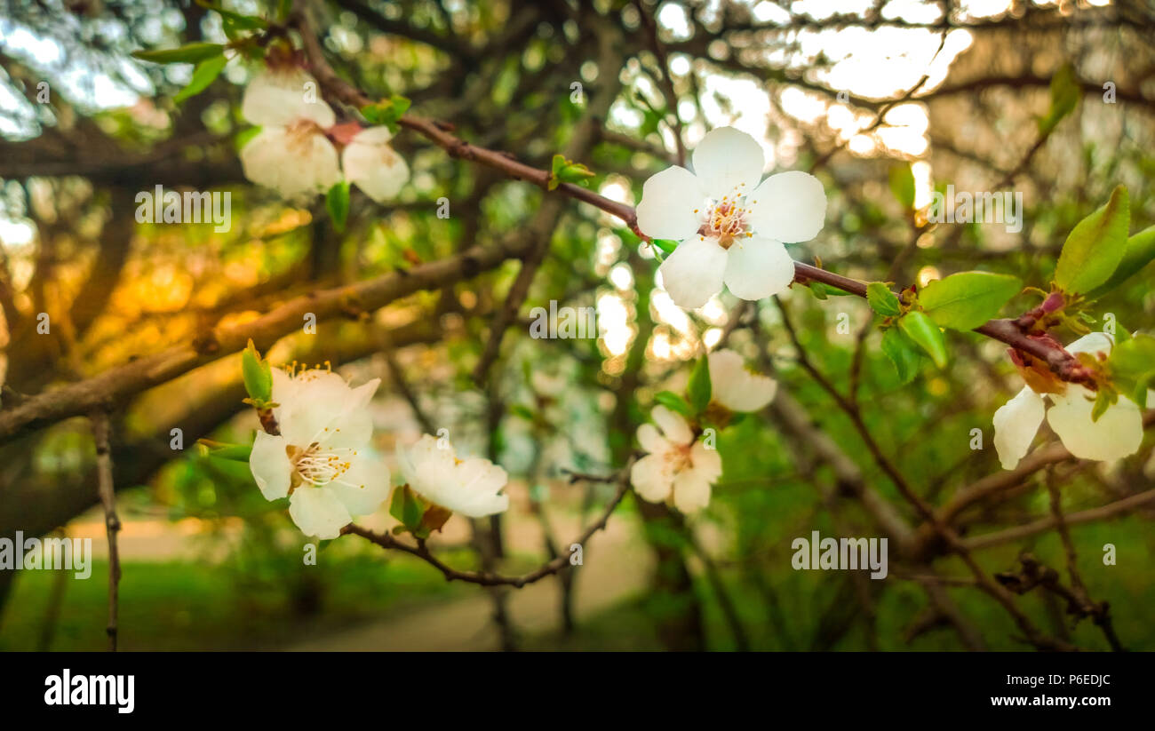 Spring blooming april cherry tree branch blossom with white single ...