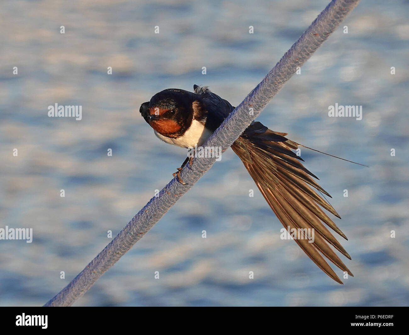 Barn swallow resting and stretching its wing Stock Photo - Alamy