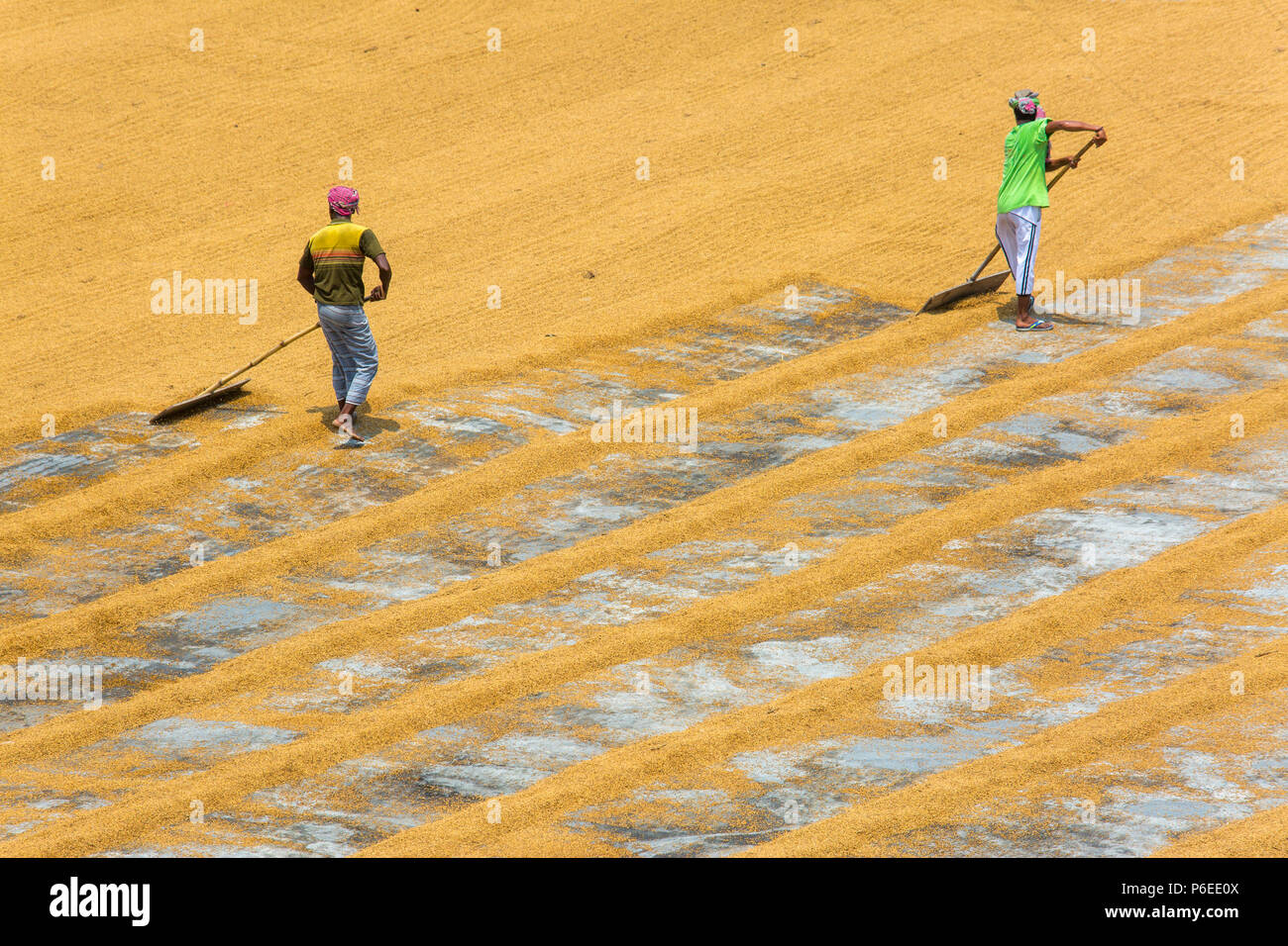 Traditional Rice Mill Worker turn over paddy for drying in the sun at ...