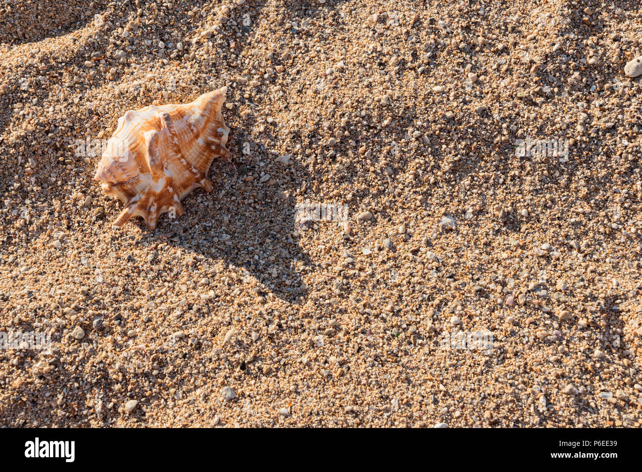 Top view of small spotted seashell lying on the sand on the beach ...