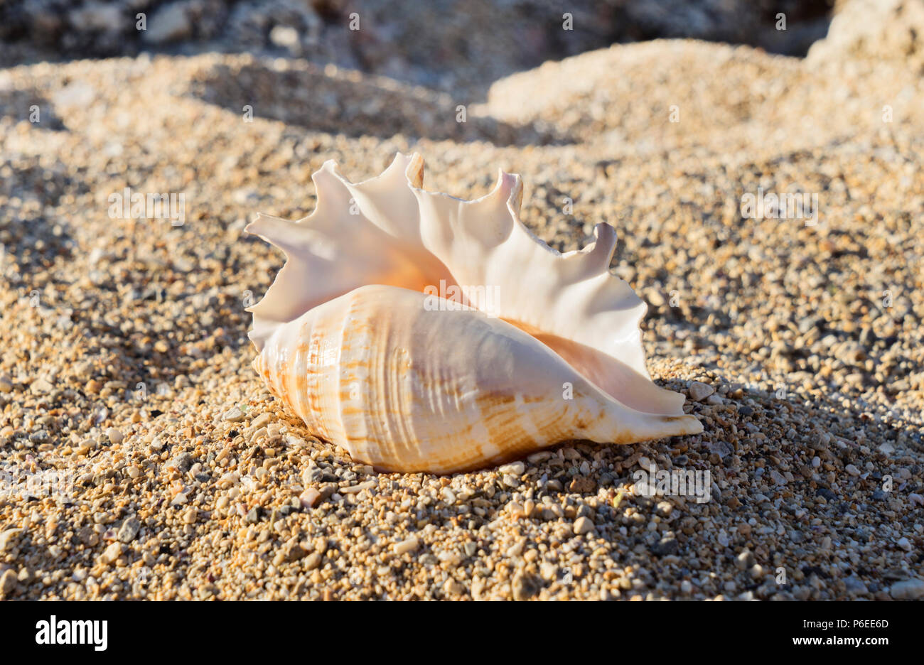 Spotted seashells hi-res stock photography and images - Alamy