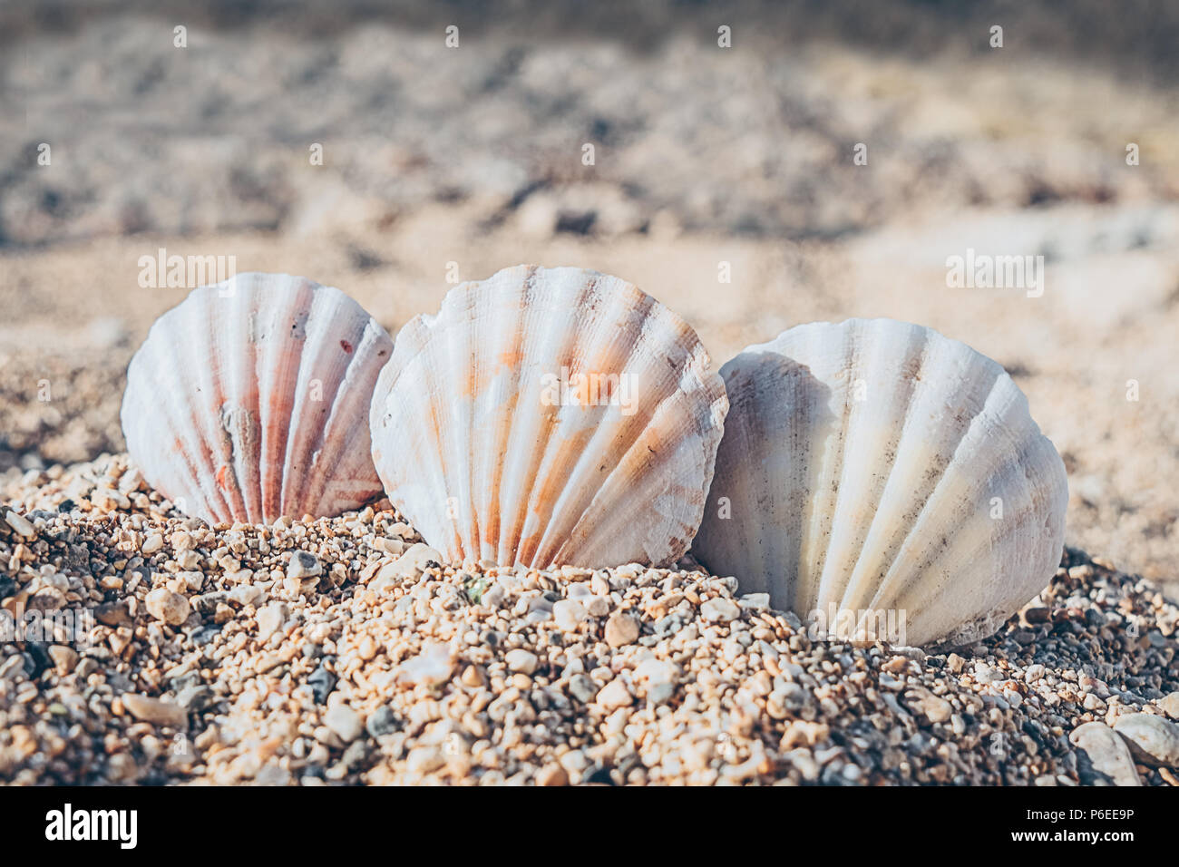 Close up view of three seashells in sand on beach of the sea coastline ...