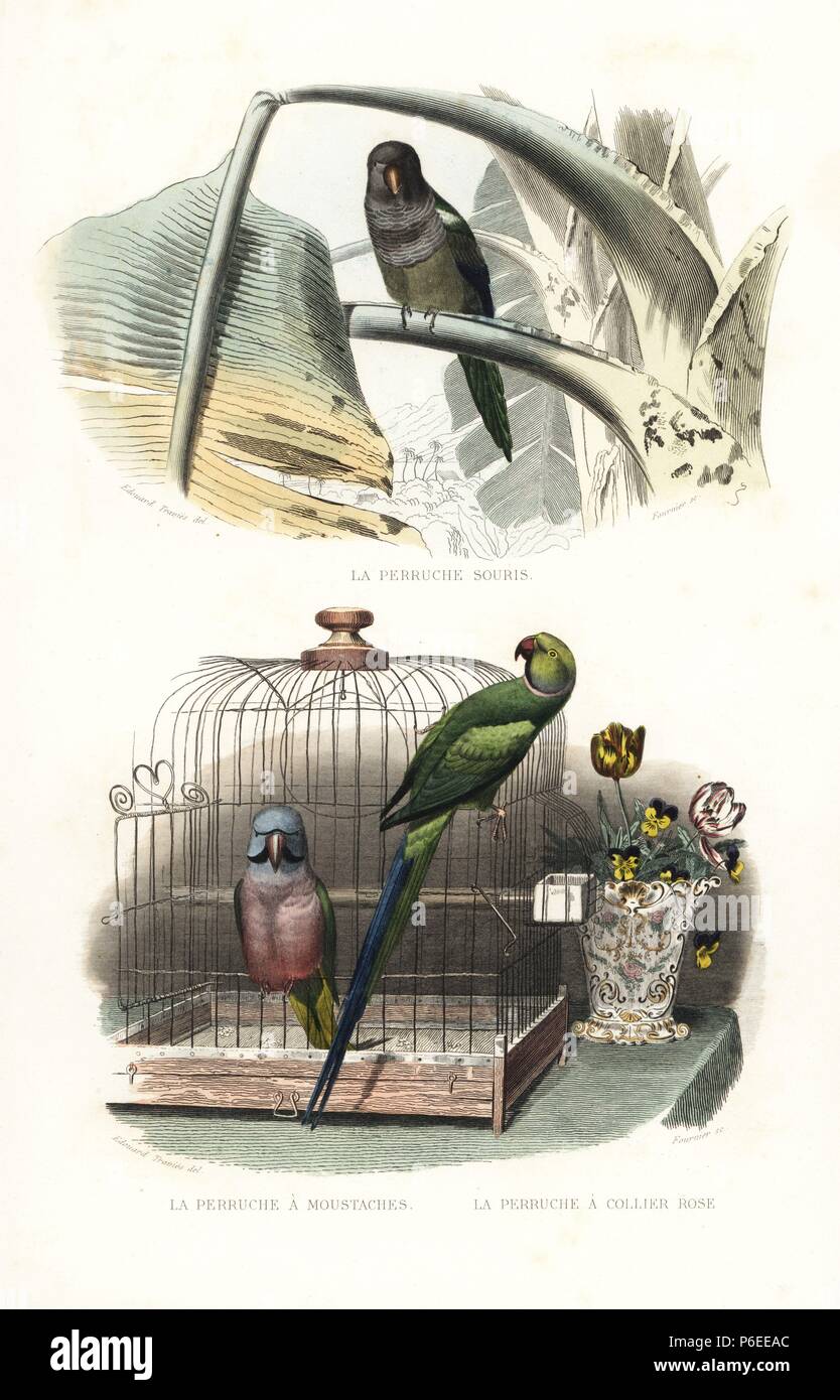 Monk parakeet or quaker parrot, Myiopsitta monachus, in a palm tree ...