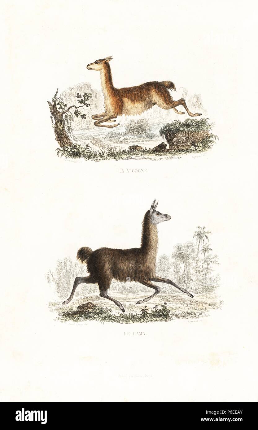 Vicuna Cut Out Stock Images & Pictures - Alamy