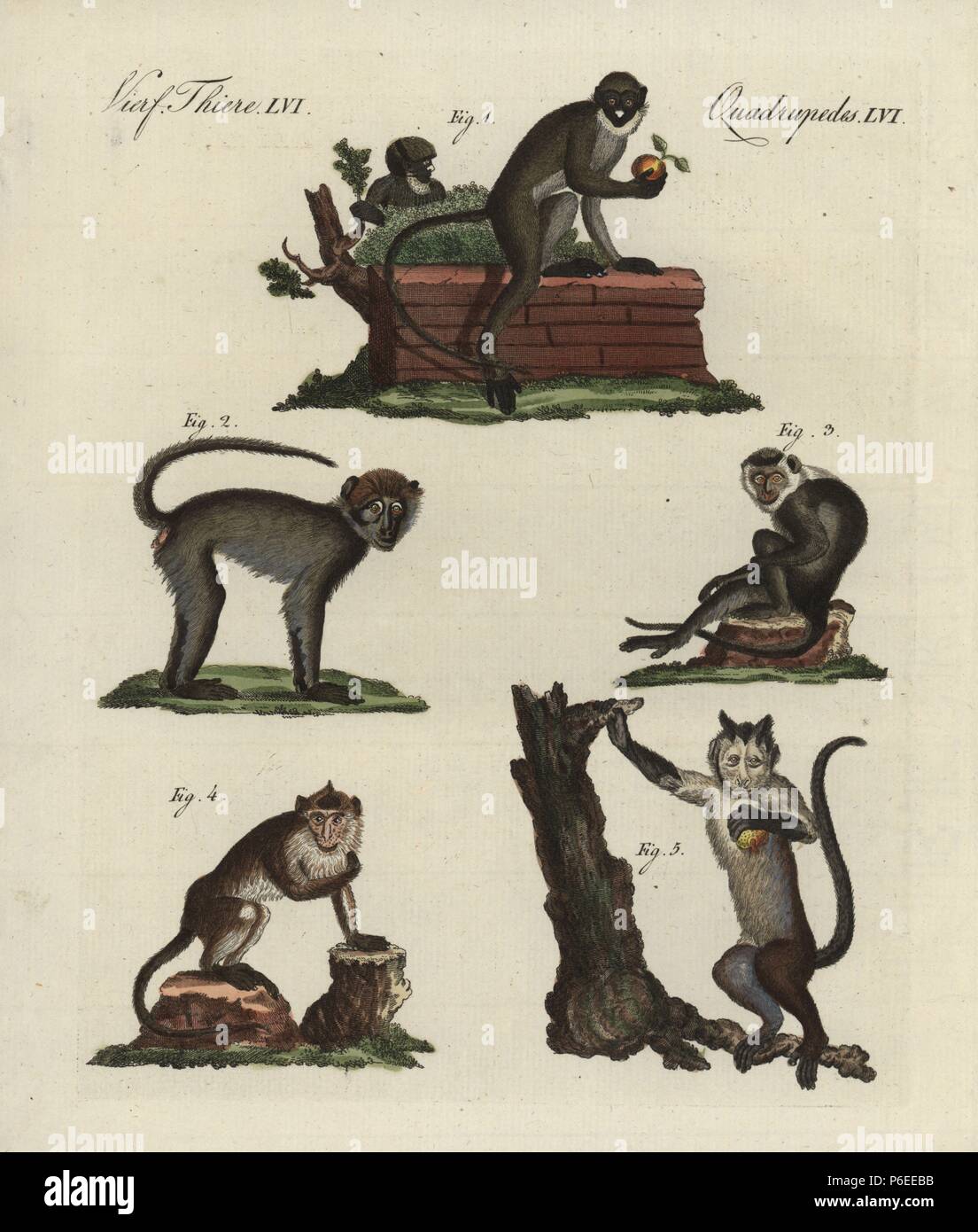 Lesser spot-nosed monkey, Cercopithecus petaurista 1, grivet ...