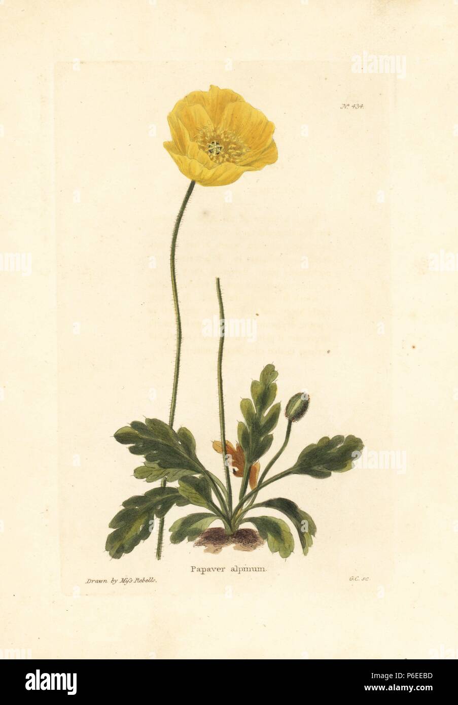 Alpine poppy, Papaver alpinum. Handcoloured copperplate engraving by ...