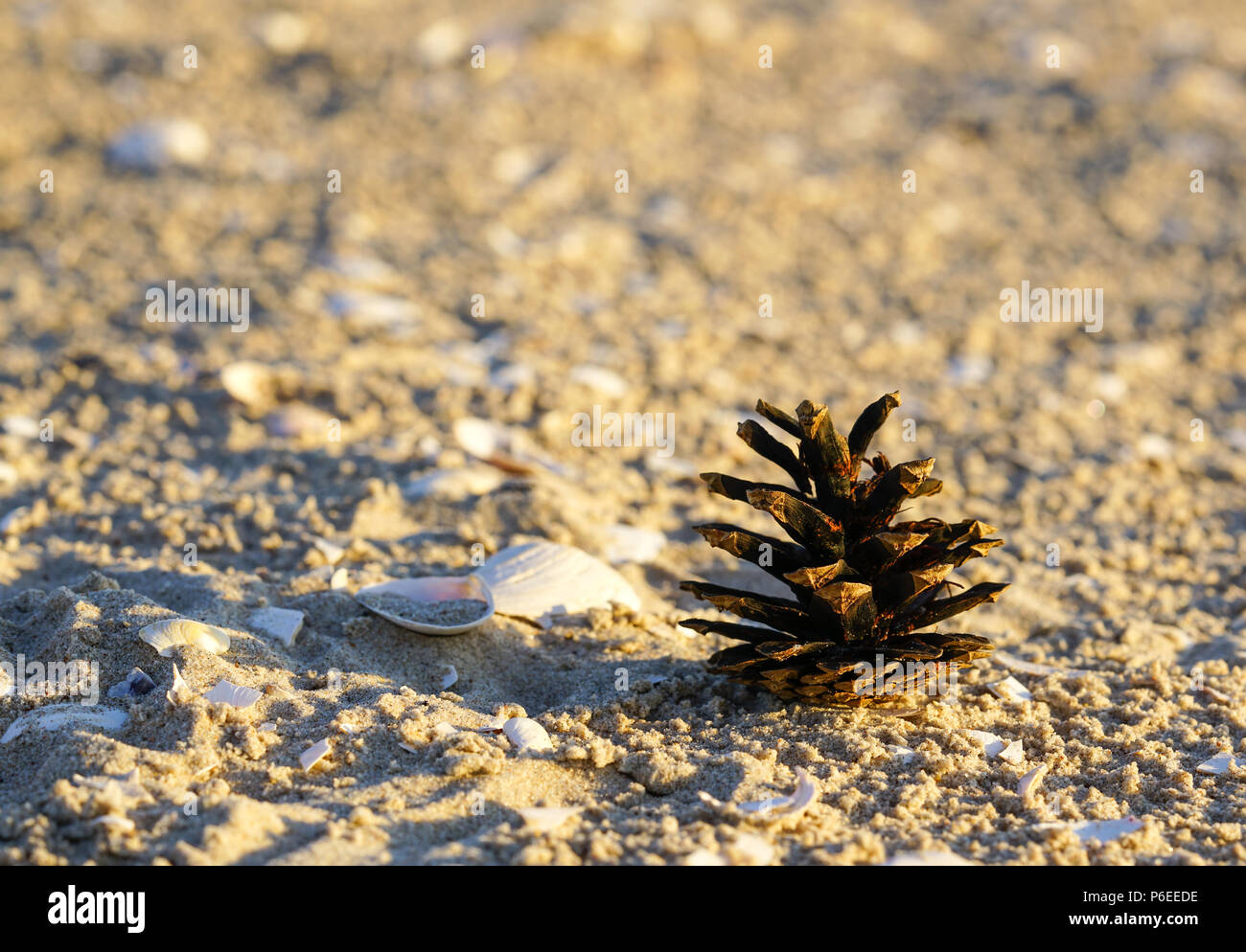 Pine cone with shells in the sandy beach Stock Photo - Alamy