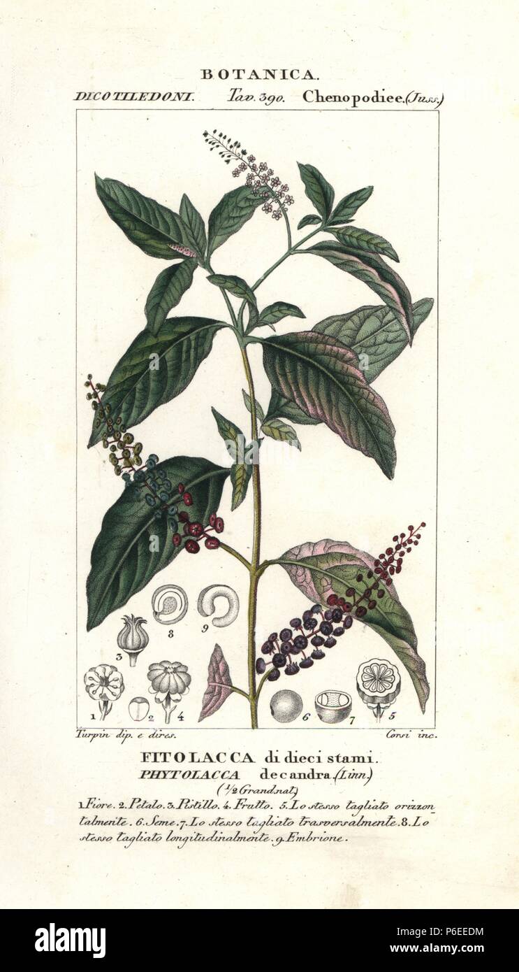 Pokeweed, Phytolacca decandra, native to America. Handcoloured ...
