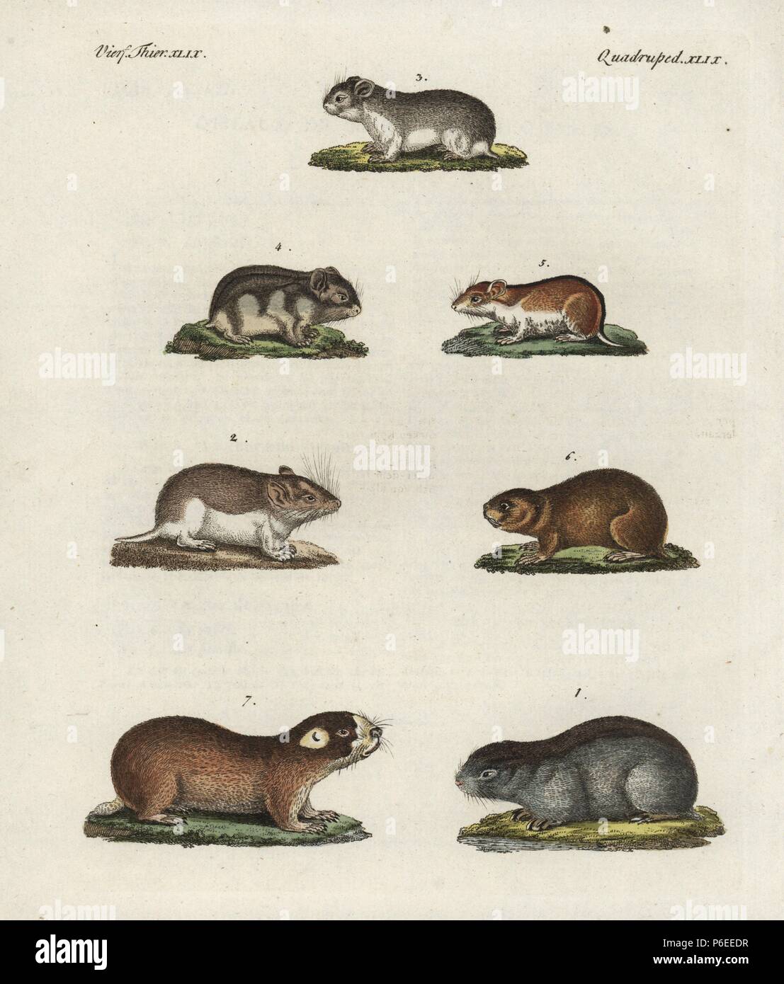 Meadow jumping mouse, Zapus hudsonius 1, sandy mole rat, Spalax ...