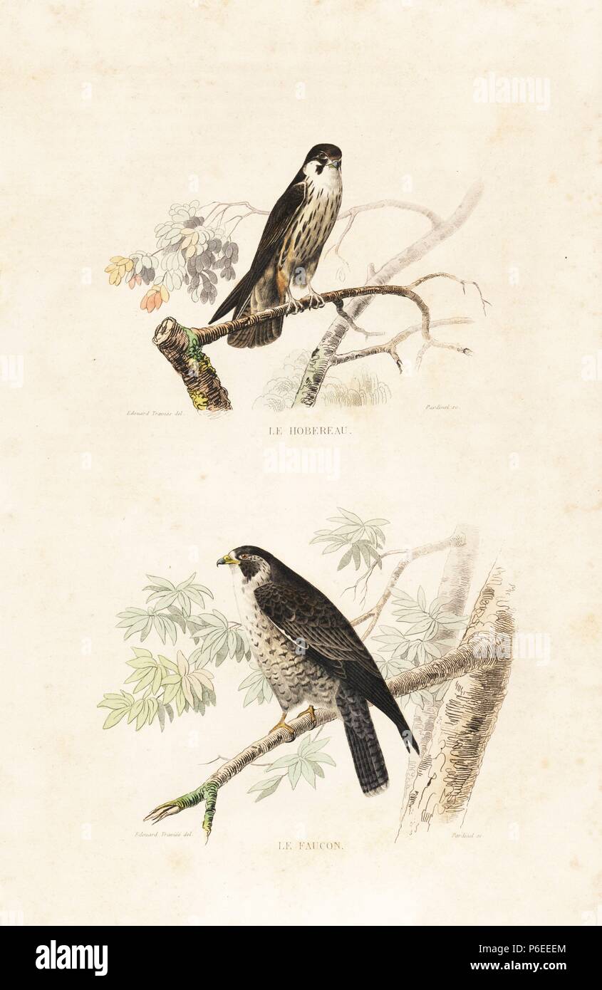 Eurasian hobby, Falco subbuteo, and Lanner falcon, Falco biarmicus ...