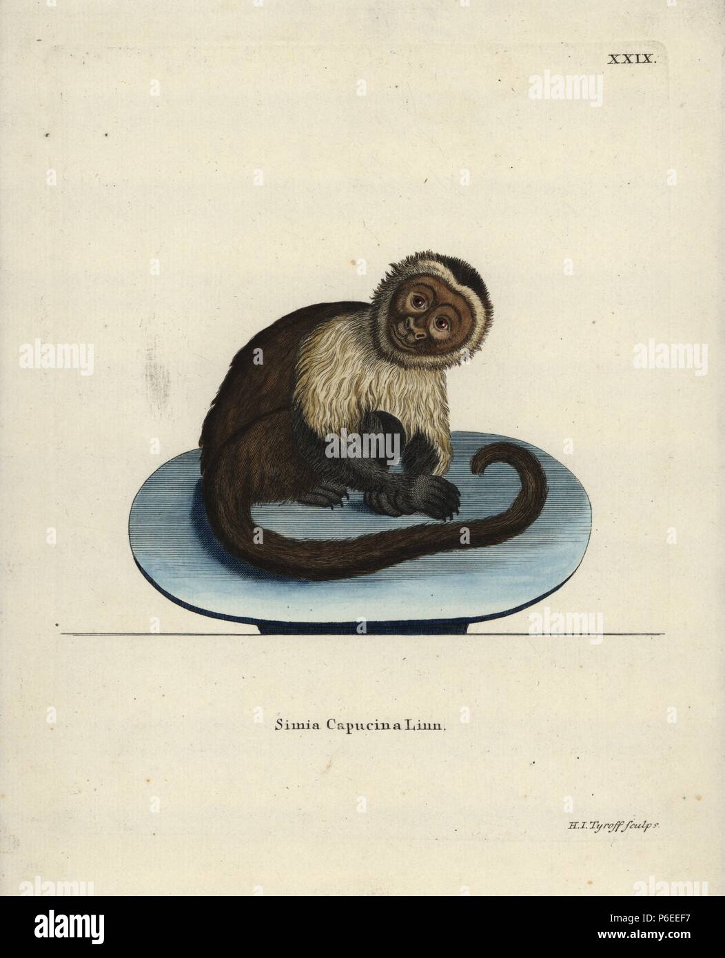 White-headed capuchin, Cebus capucinus. Handcoloured copperplate ...